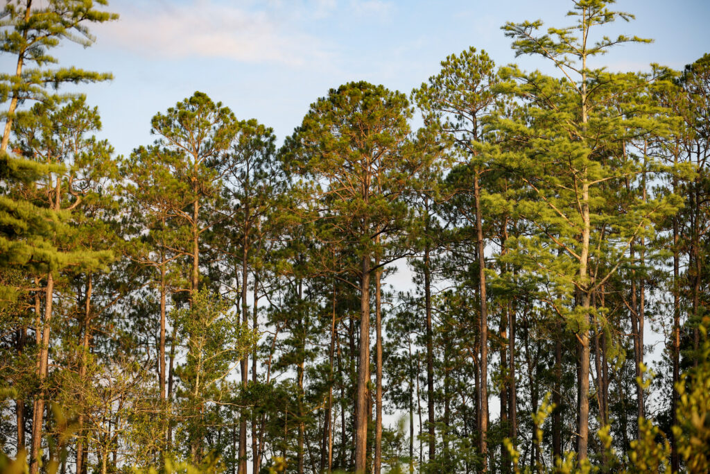 Home - Southern Forest Products Association