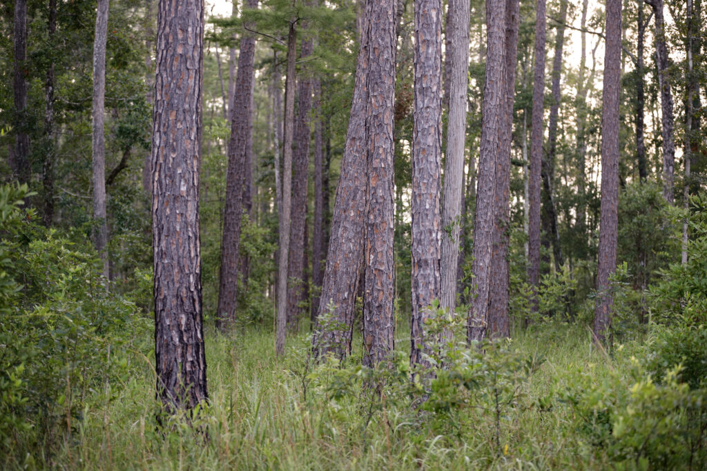 Resources - Southern Forest Products Association