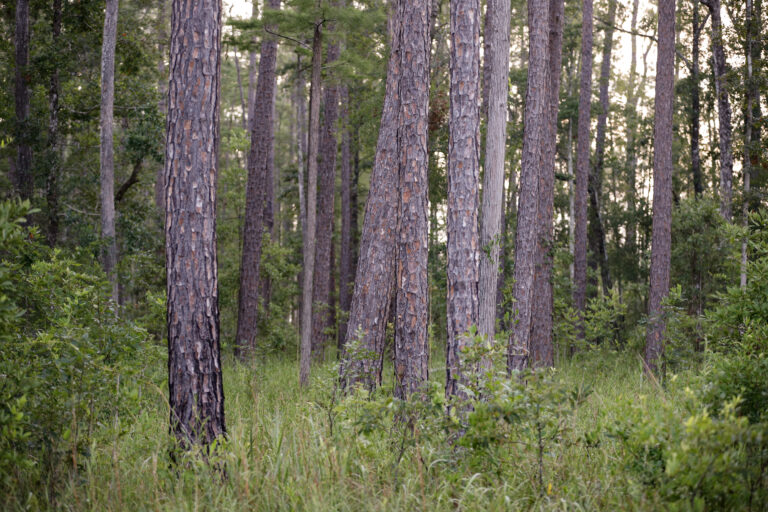 SFPA - Southern Forest Products Association