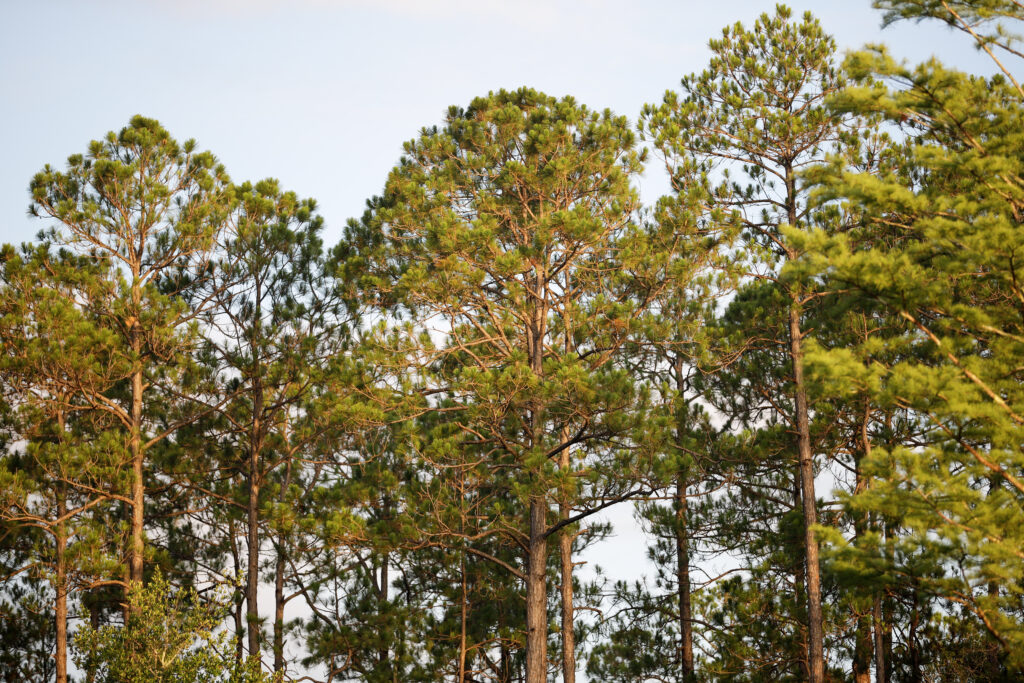 Southern Pine Global - SFPA